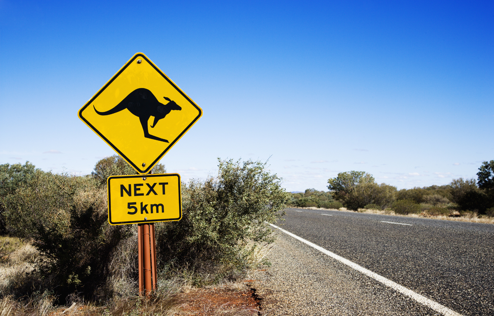Exploring Australian Wildlife: Kangaroos, Koalas and Beyond - Austracks