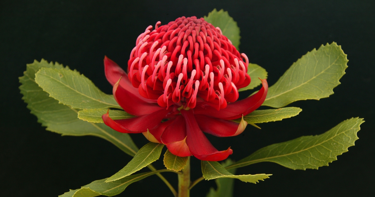 Experience the Beauty of Australia's Diverse Flora